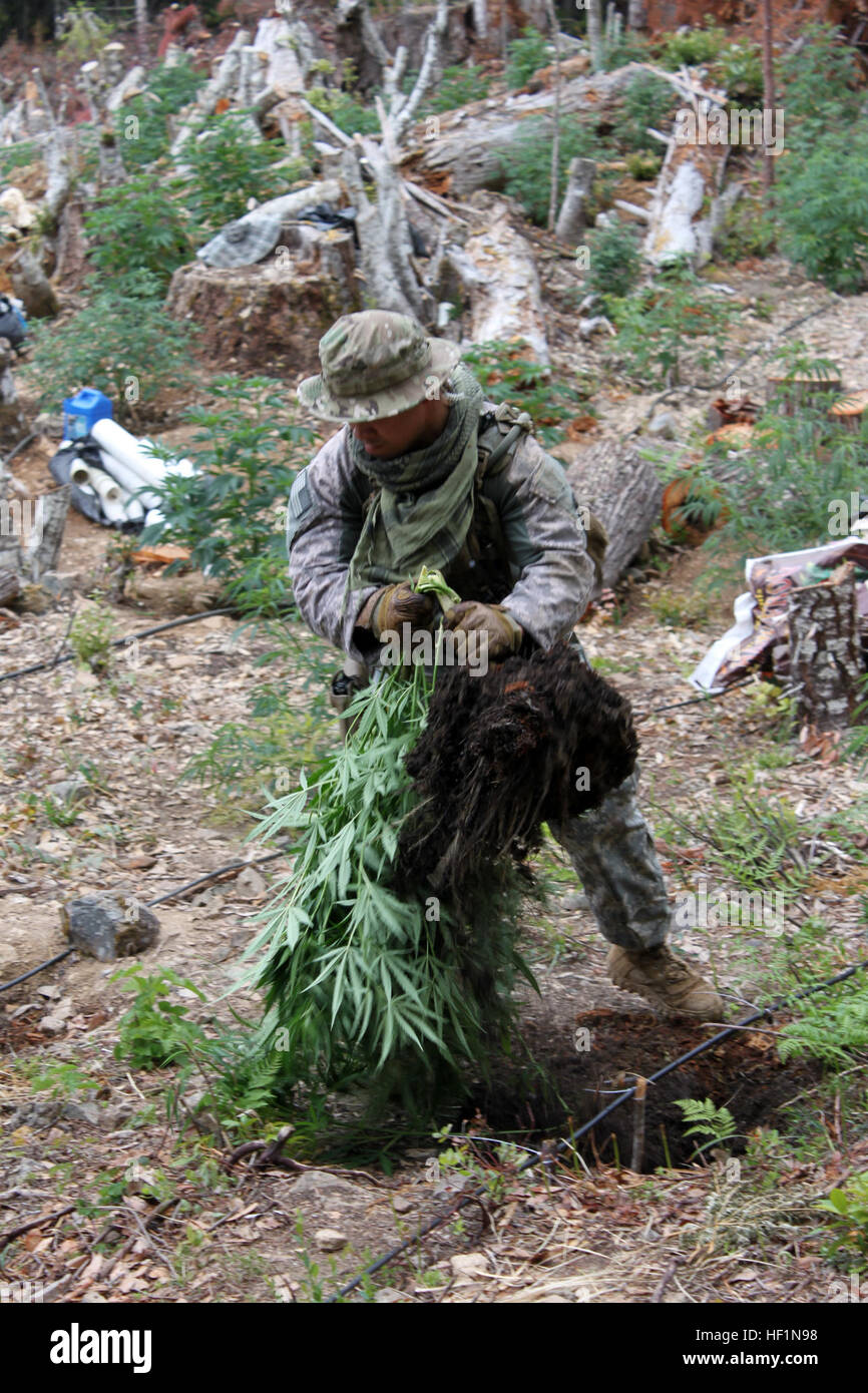 A member of the California National Guard Counterdrug Task Force pulls ...