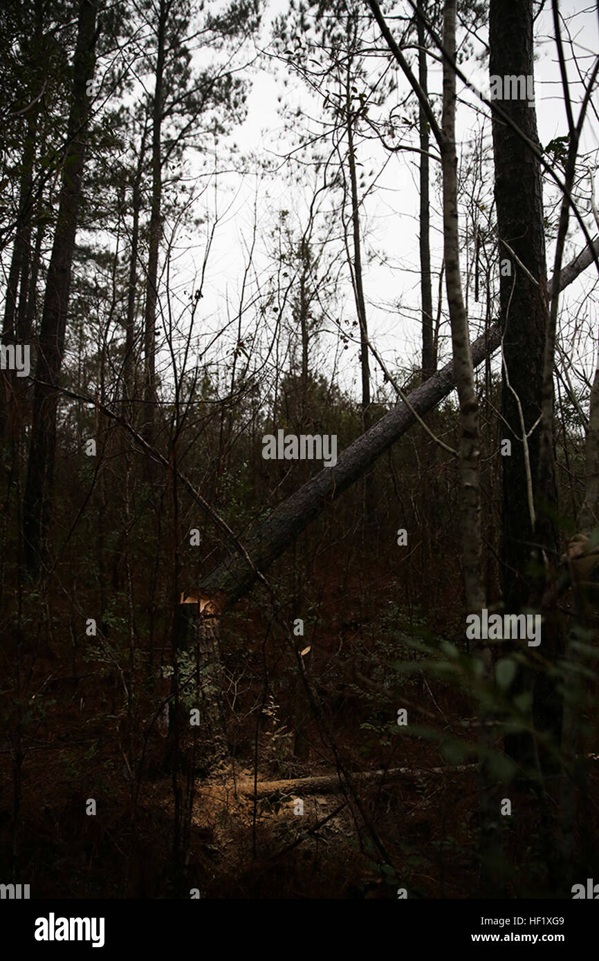 A pine tree crashes to the ground after being cut by a combat engineer ...
