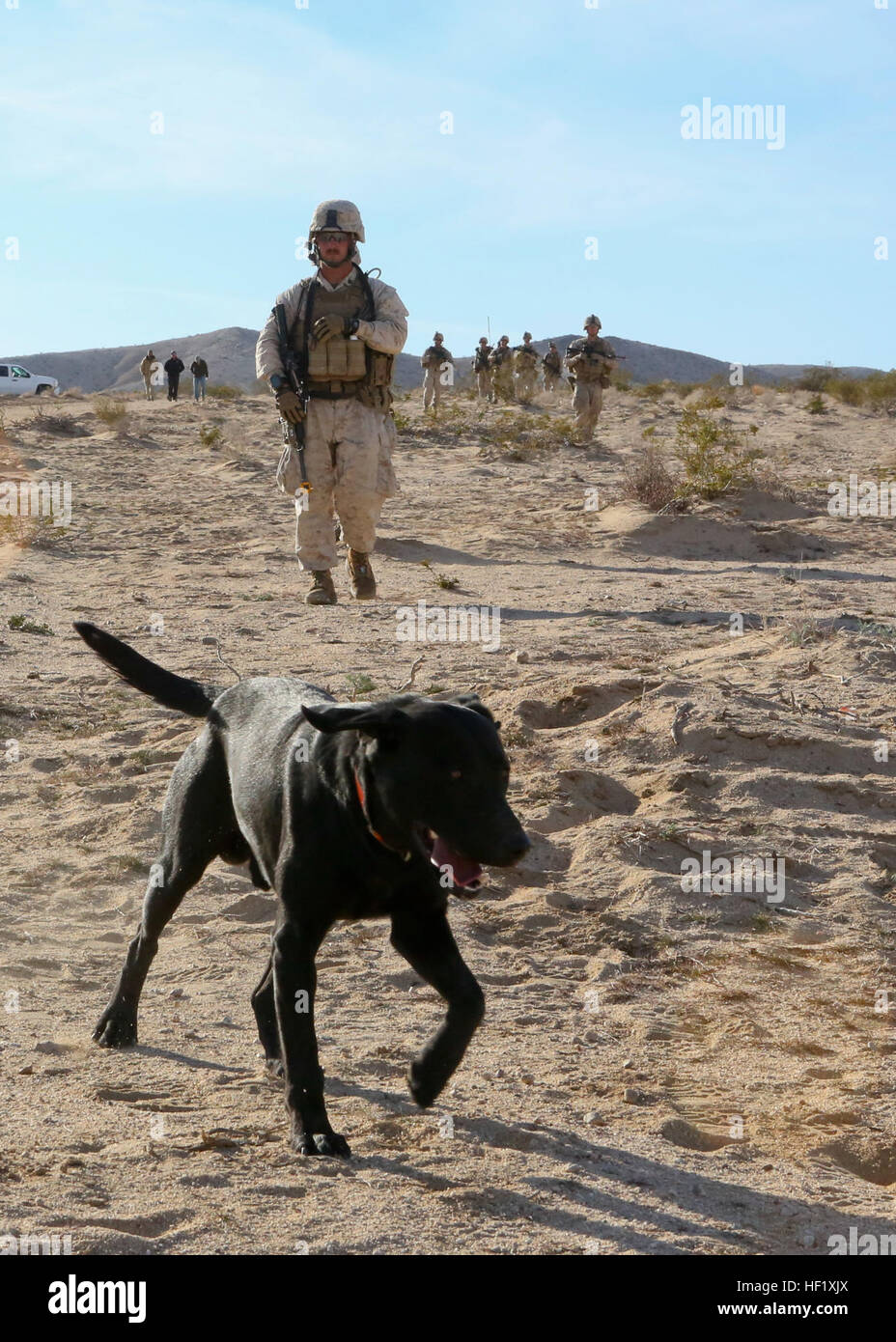 U.S. Marines and a military service working dog patrol through Marine ...
