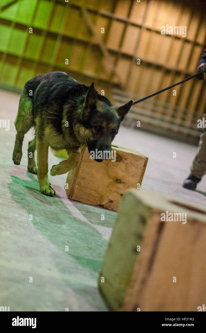 Max, a German Shepherd with AMK9, demonstrates his skills during a ...