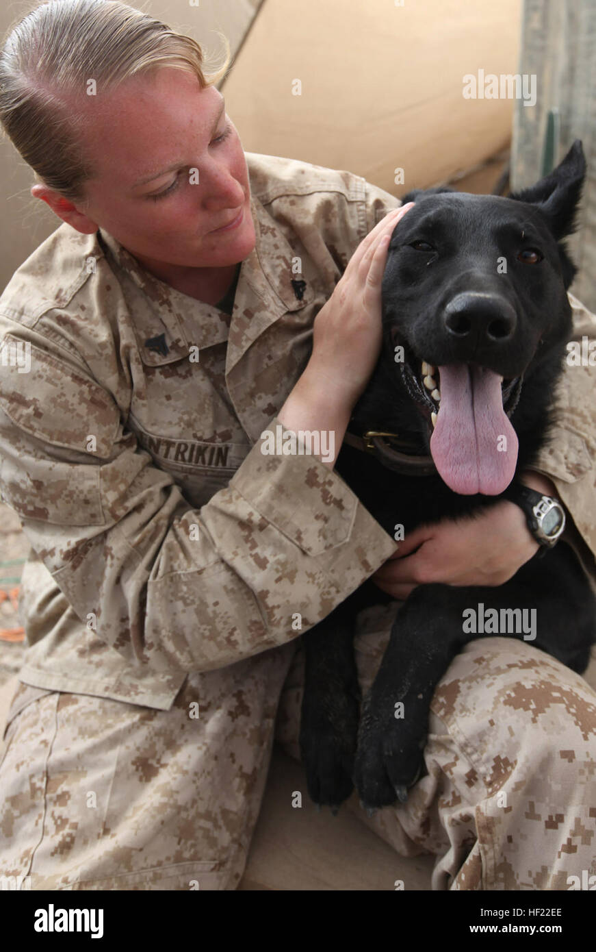 Female Police Dog Handler High Resolution Stock Photography and Images ...