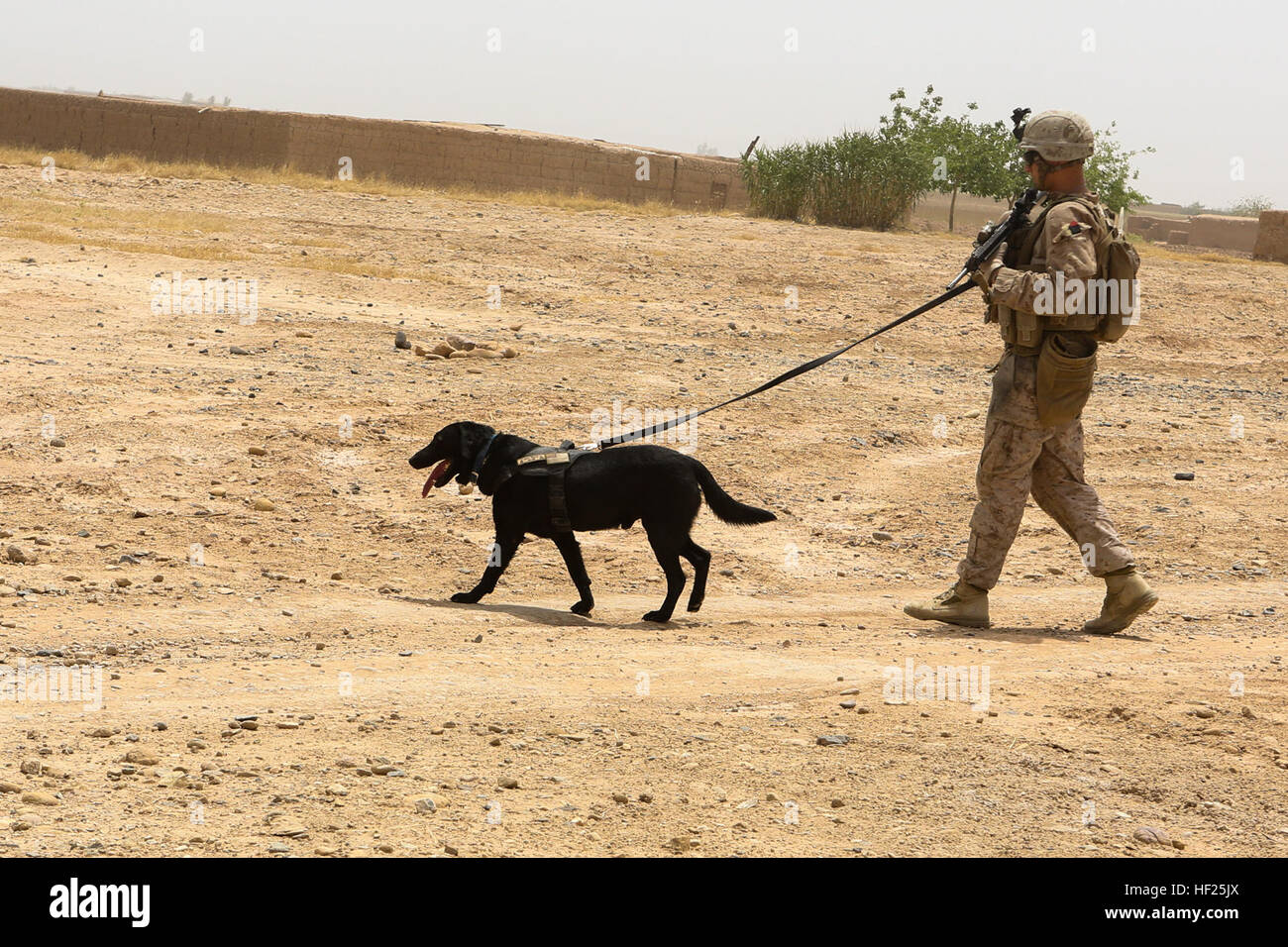 An improvised explosive device detection dog hi-res stock photography ...