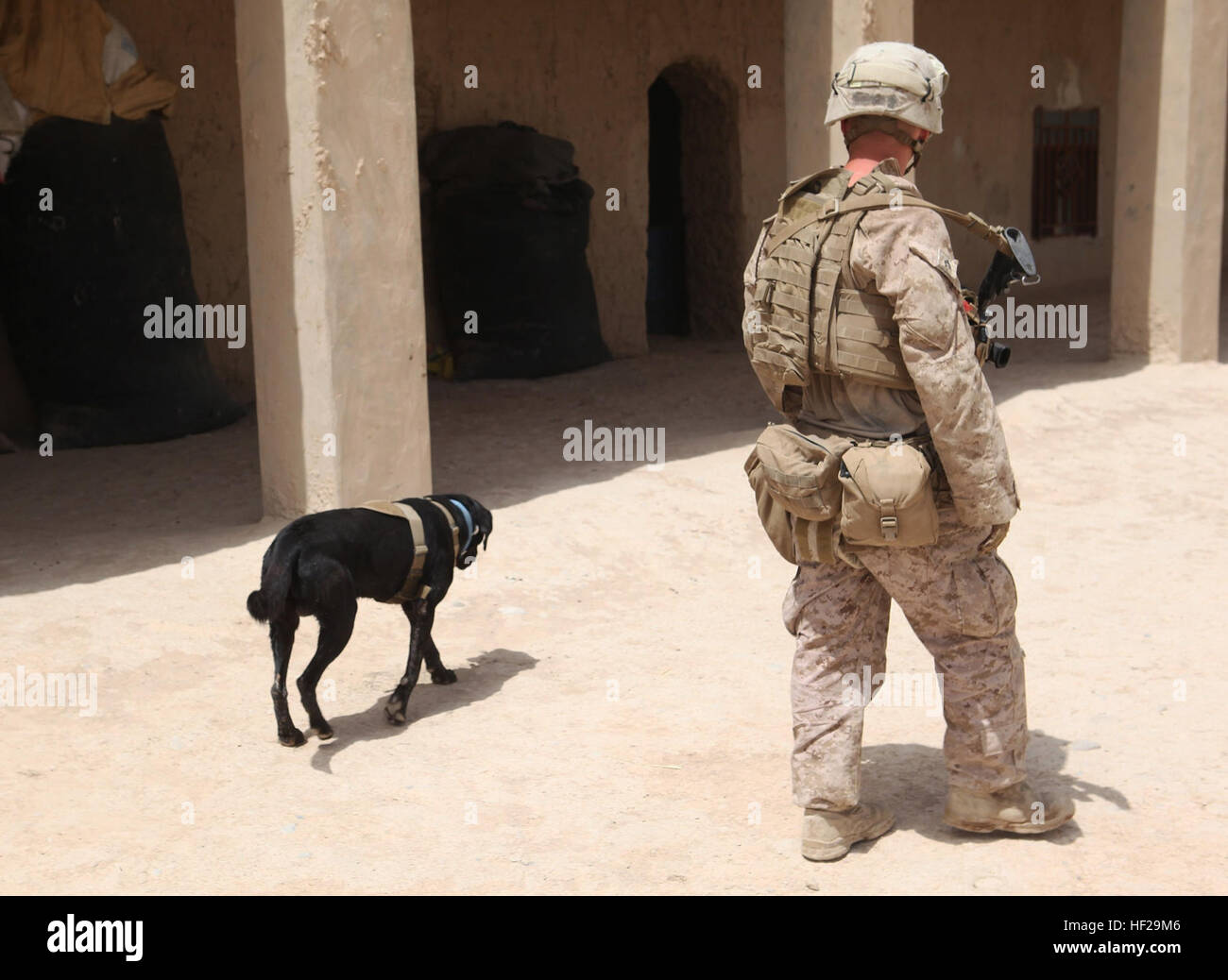 1st military working dog regiment hi-res stock photography and images ...