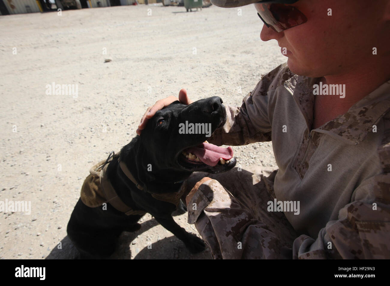 1st military working dog regiment hi-res stock photography and images ...
