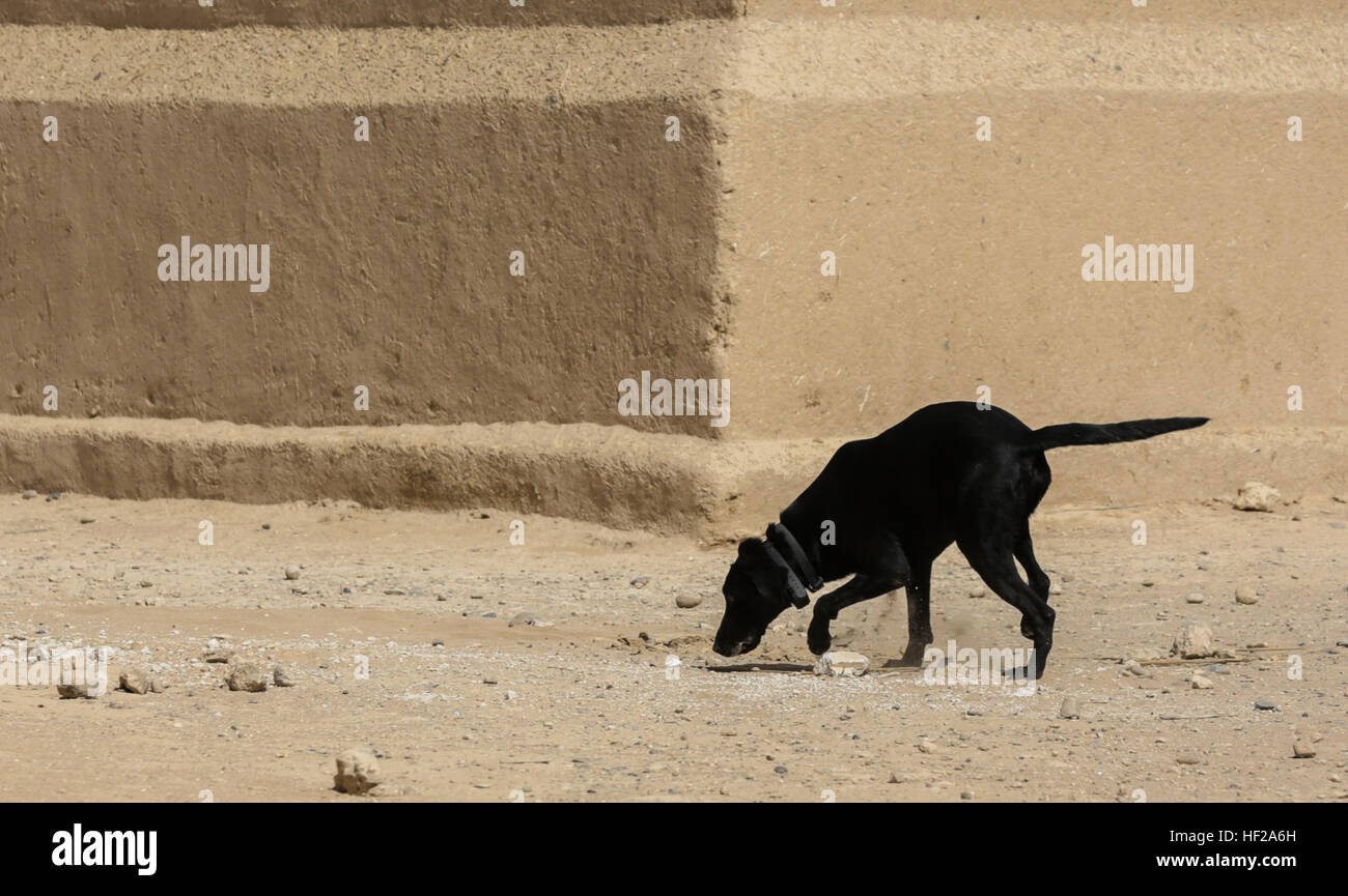 1st military working dog regiment hi-res stock photography and images ...