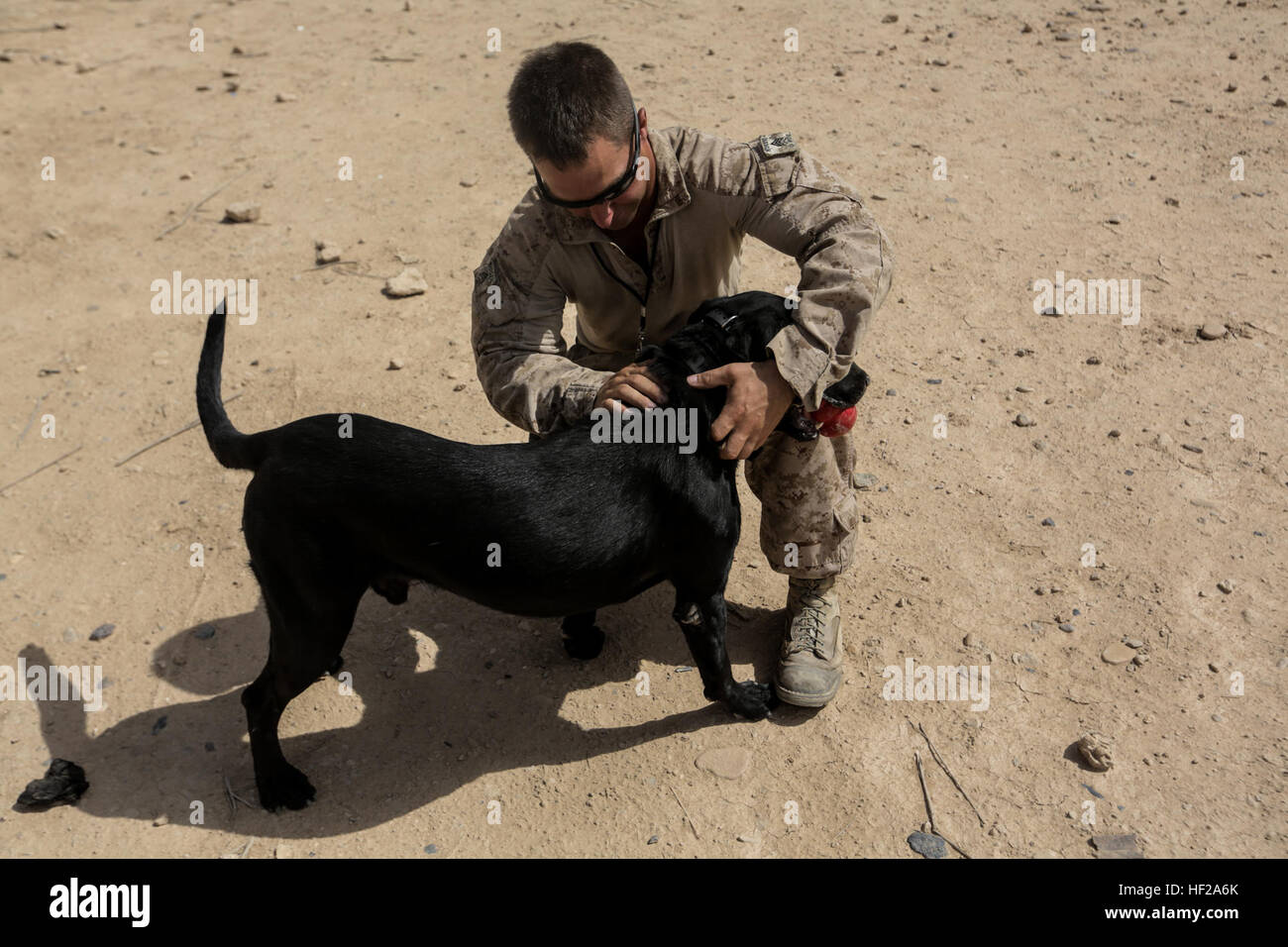 1st military working dog regiment hi-res stock photography and images ...