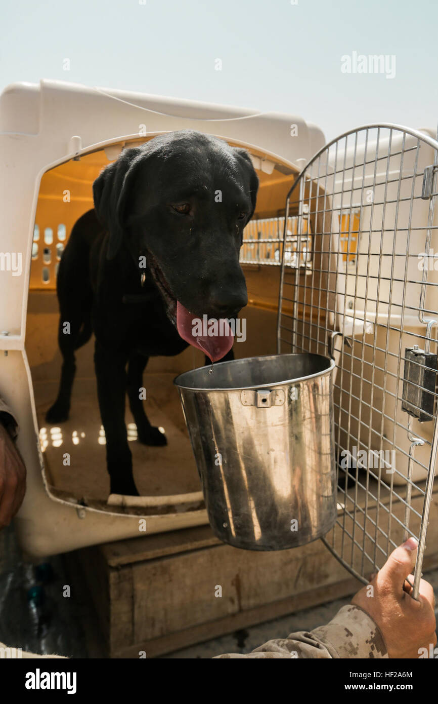 1st military working dog regiment hi-res stock photography and images ...