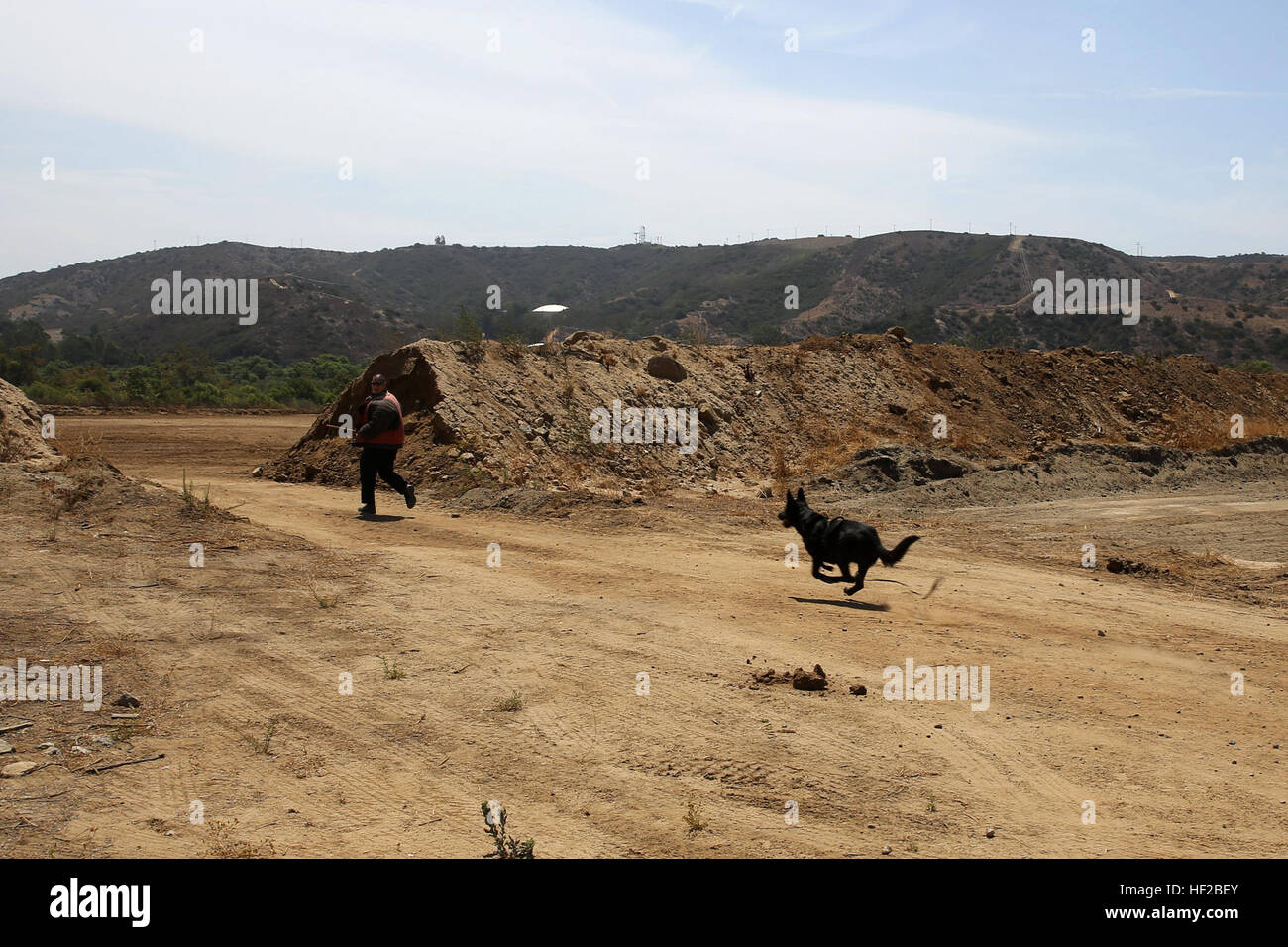 Military working dog Robi chases a pretend suspect during the working ...