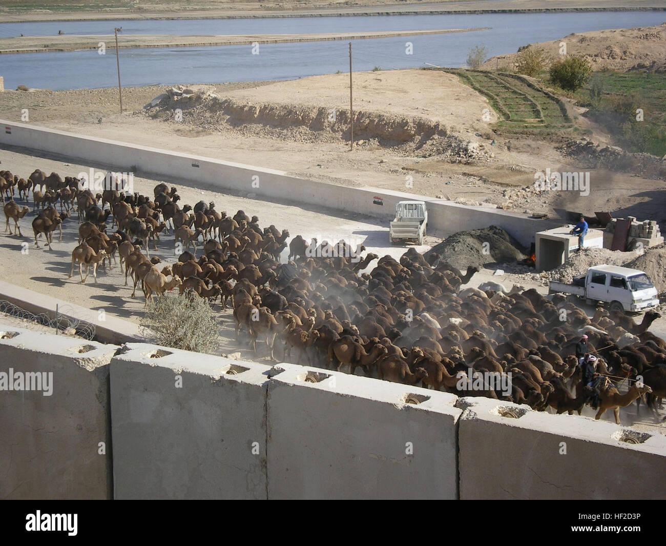 Shepherds drive camels along River Road past Traffic Control Point 4 in ...