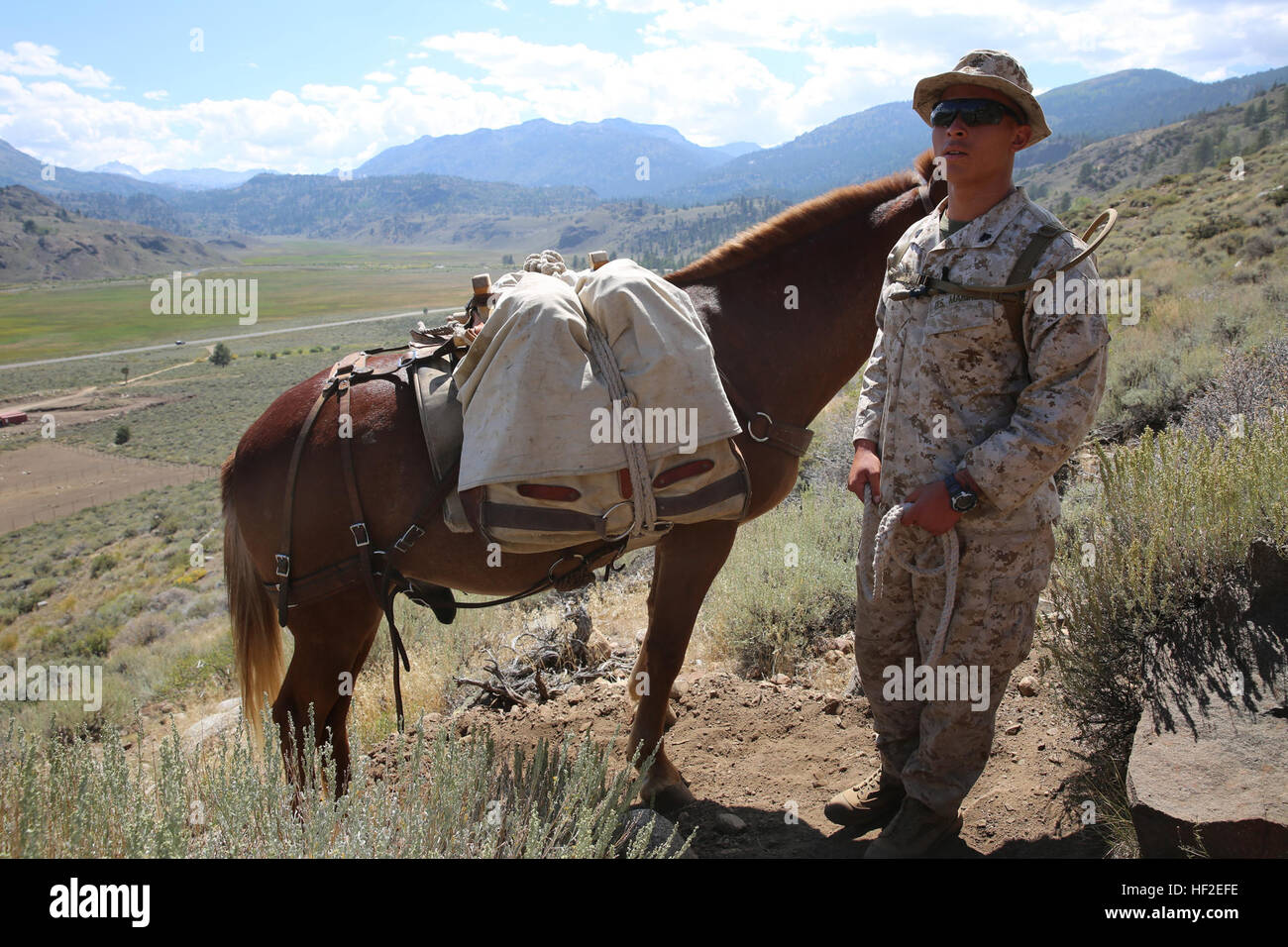 Pack mule unit hi-res stock photography and images - Alamy