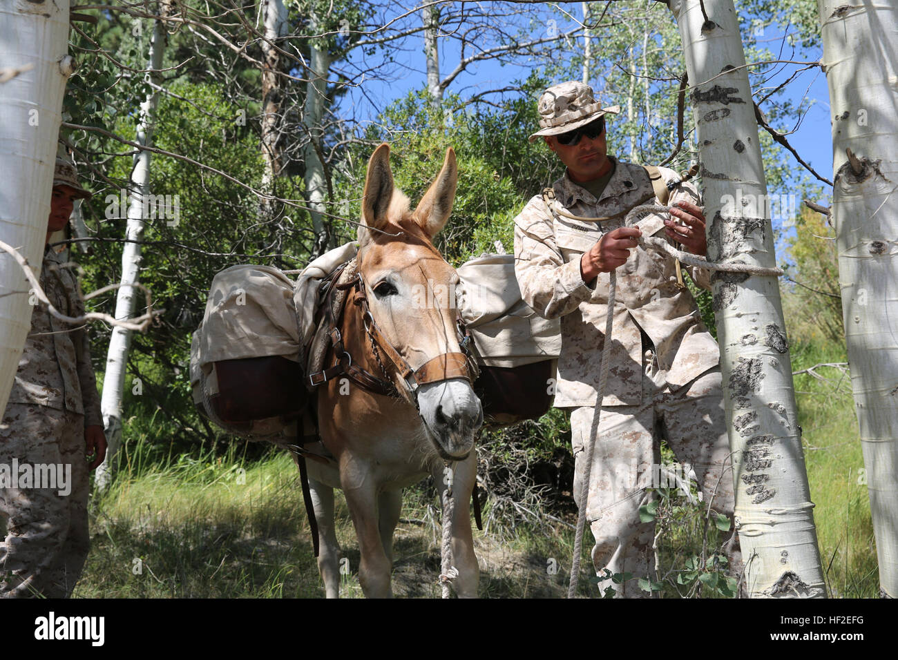 Pack mule unit hi-res stock photography and images - Alamy