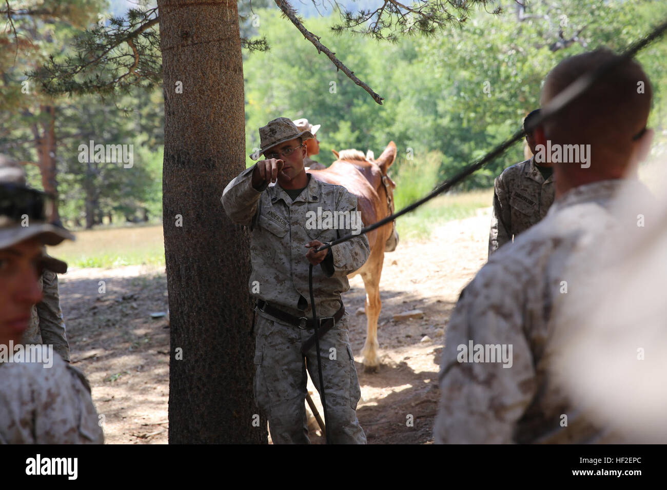 Pack mule unit hi-res stock photography and images - Alamy