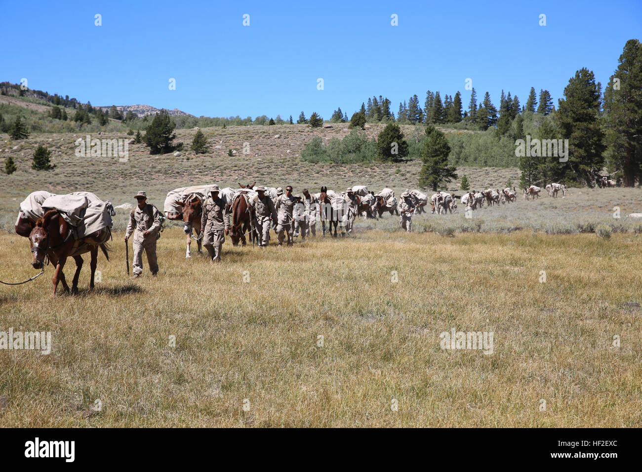 Pack mule unit hi-res stock photography and images - Alamy