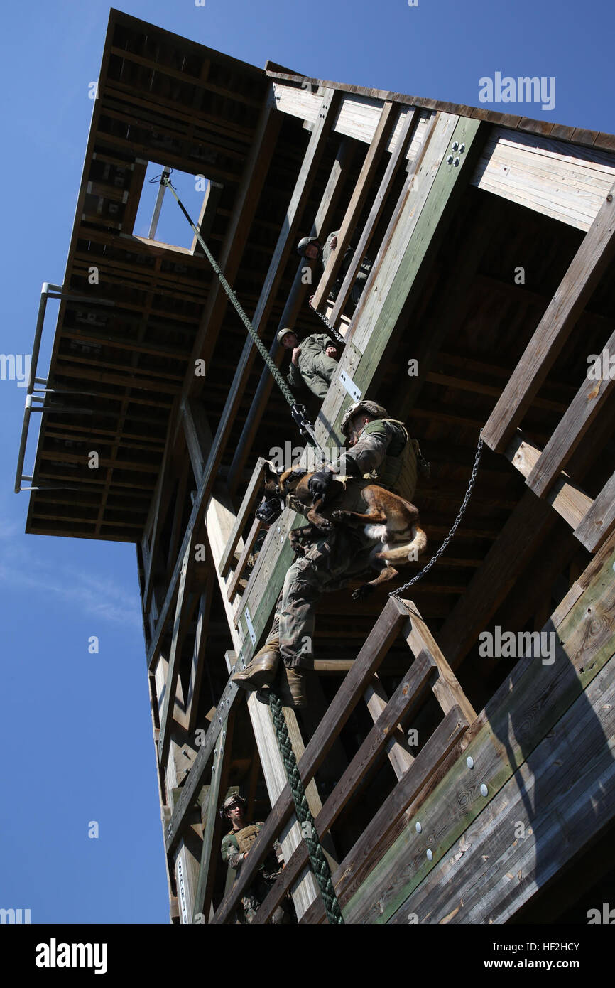 A Multi-Purpose Canine handler, with U.S. Marine Corps Forces Special ...