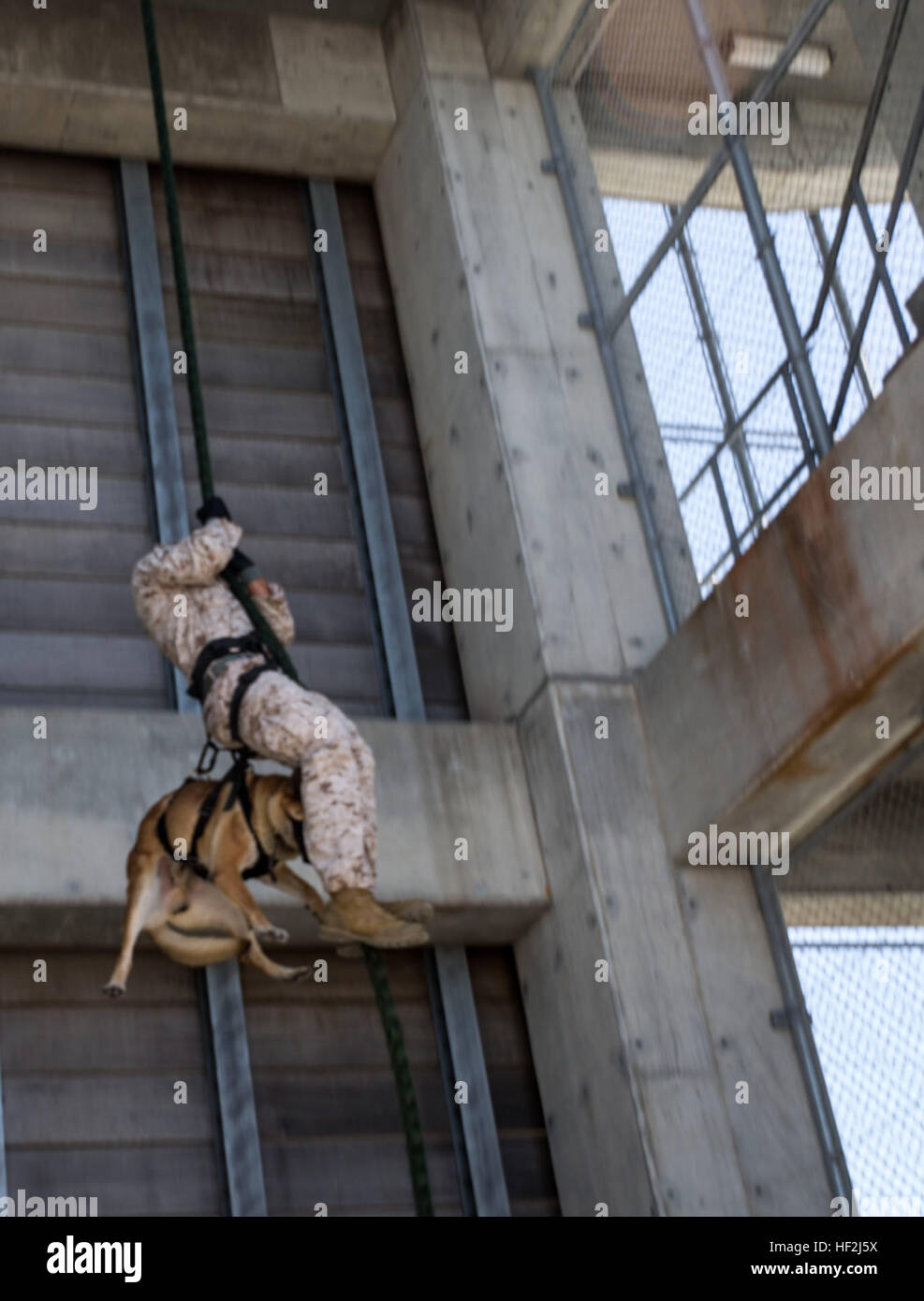 U s marine corps released united u s marine corps military working dog ...