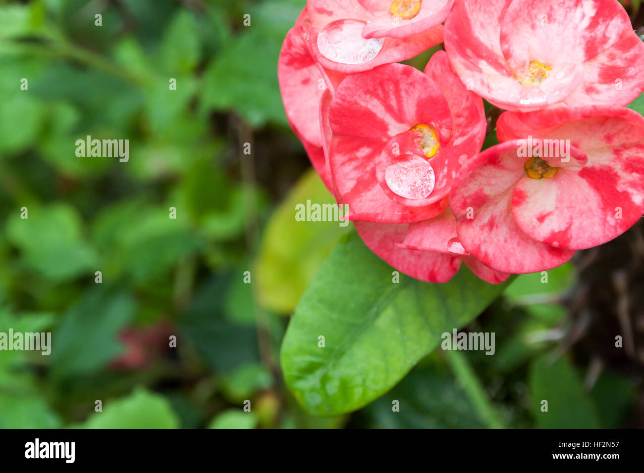 Crown of thorns or Christ Thorn flower. (Euphorbia milli) pink color on ...