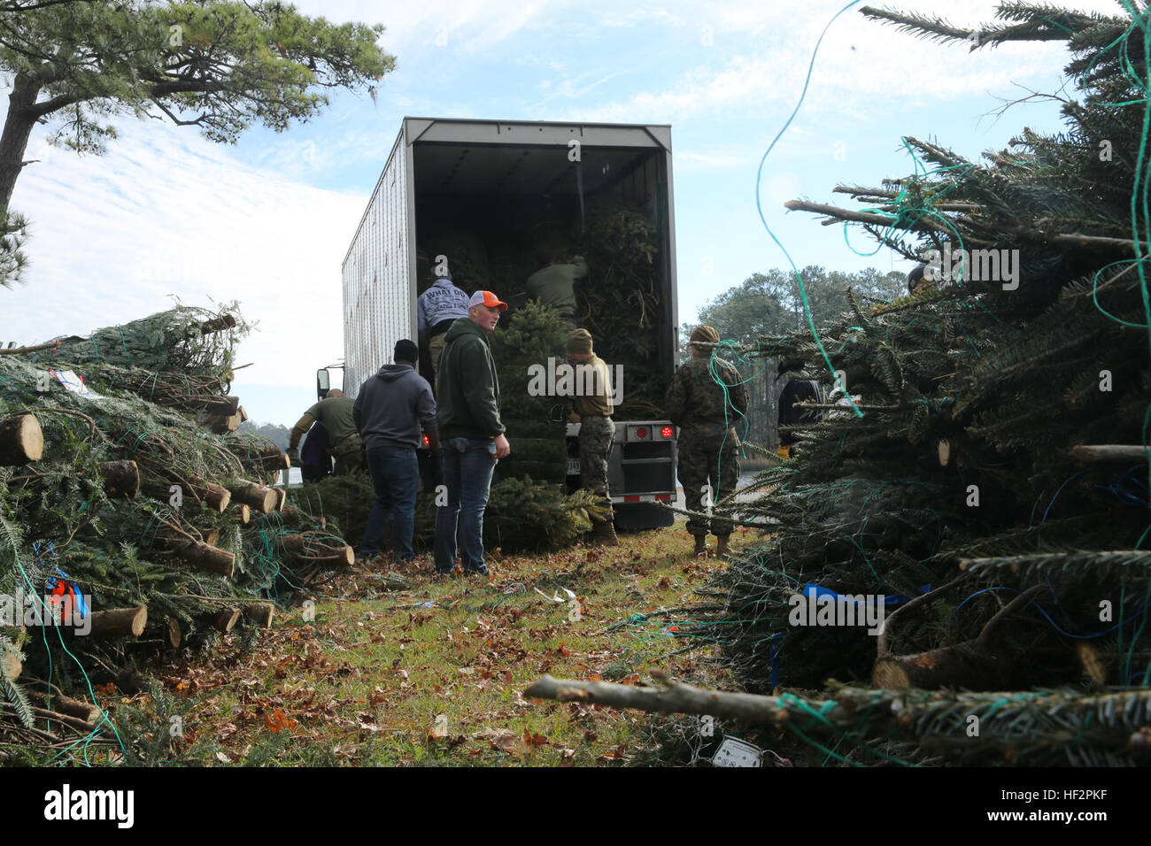 Dozens of volunteers unload hundreds of live Christmas trees from a ...