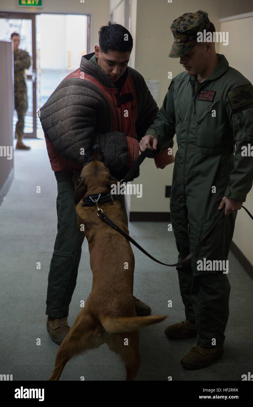 Azra, Cpl. Nickolaus Hess’ military working dog, engages the suspect ...