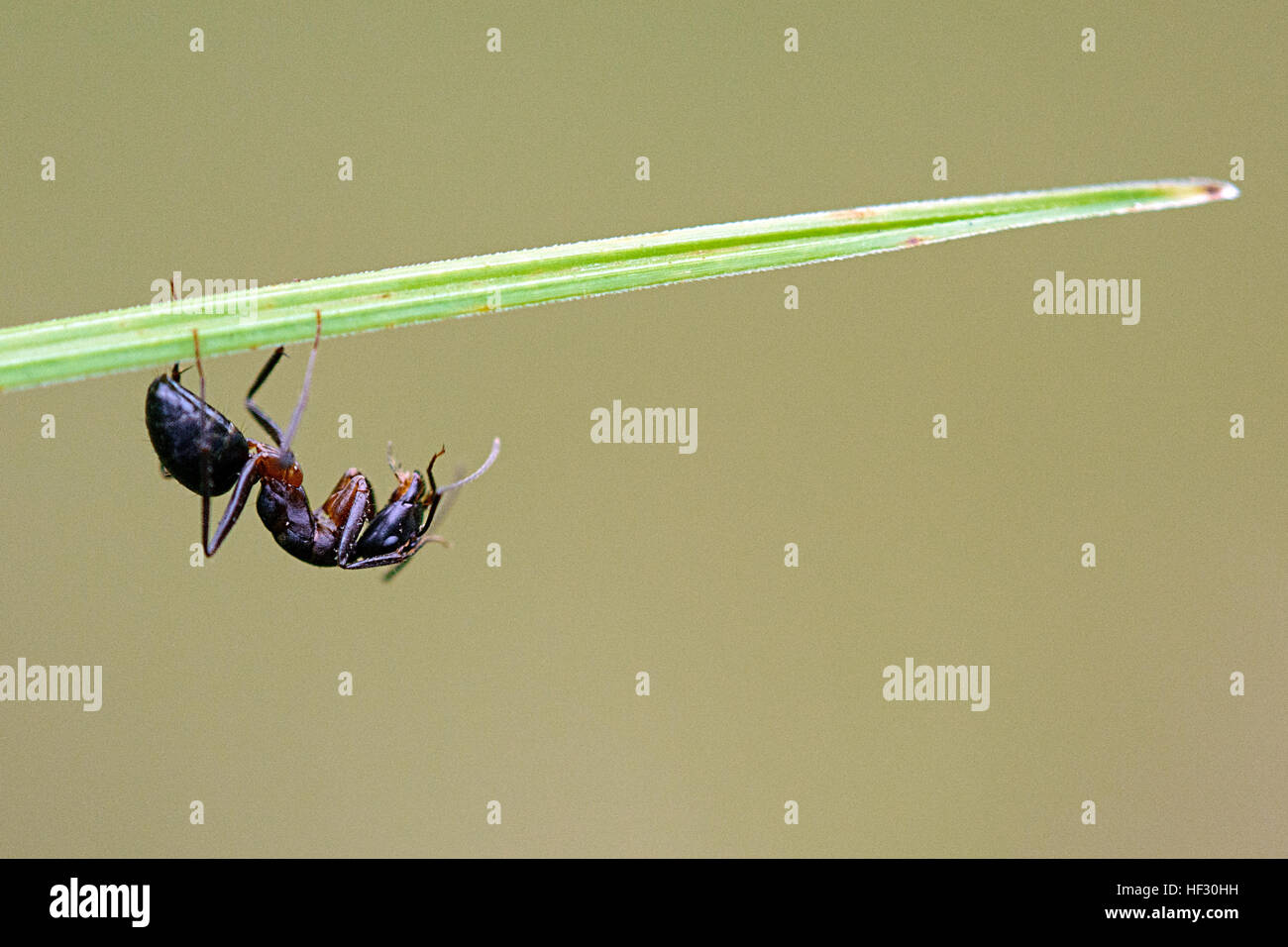 Black ant blur background hi-res stock photography and images - Alamy