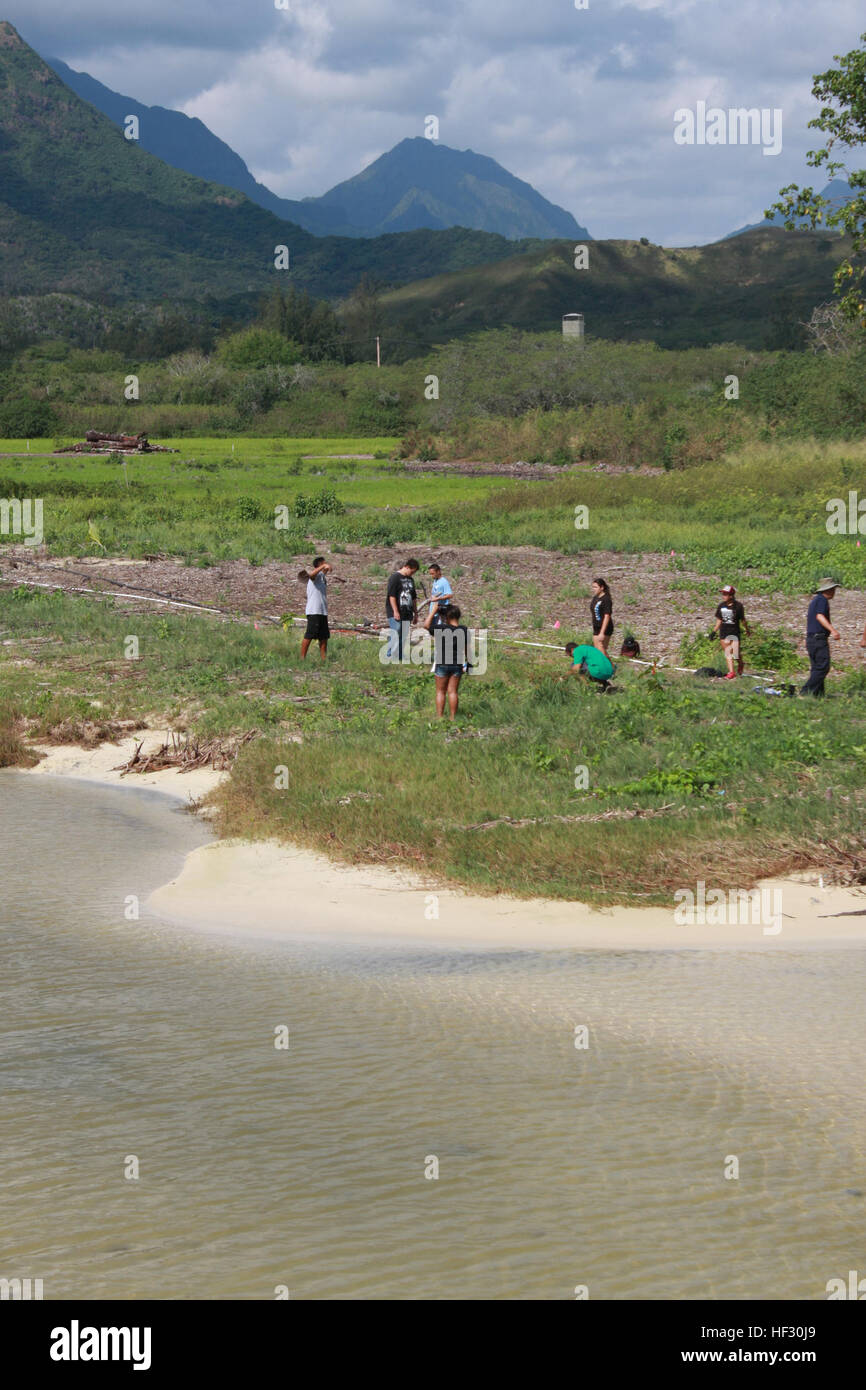 Kailua High School students conduct a service project removing invasive ...