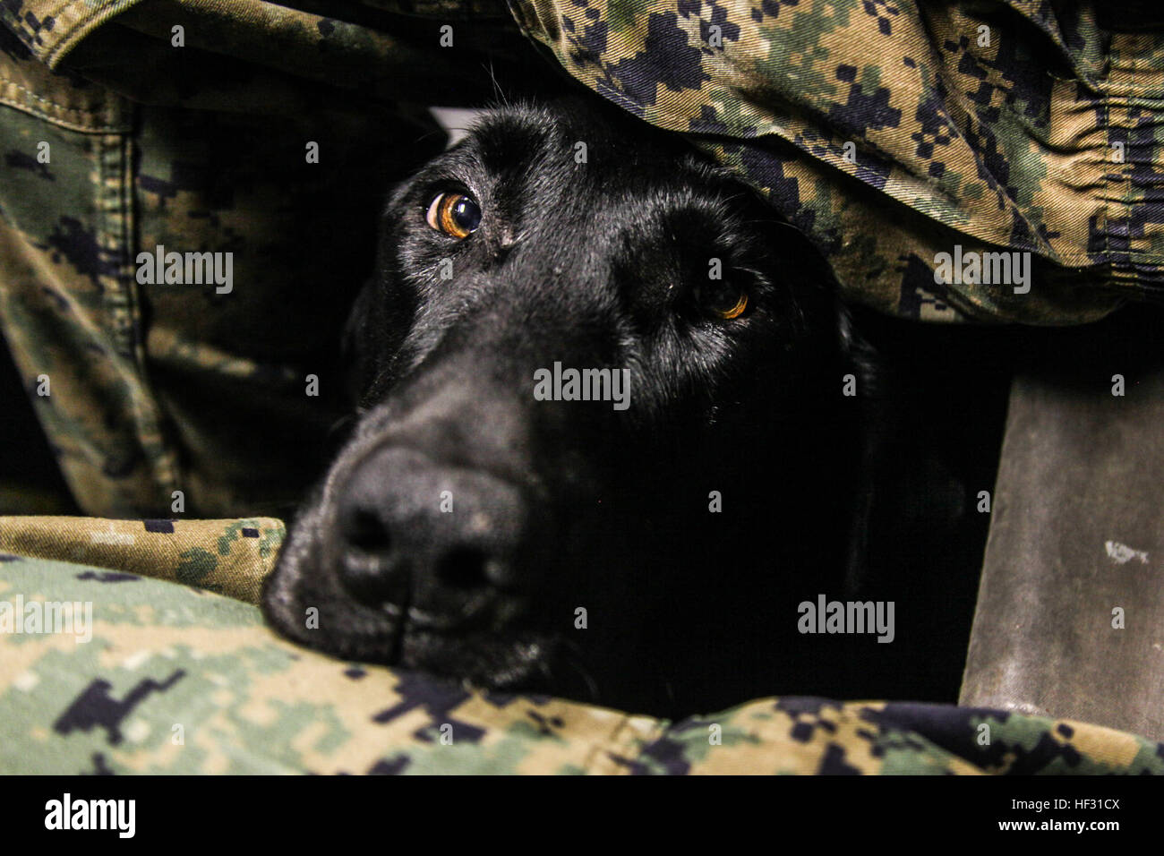 U s marine corps released united u s marine corps military working dog ...
