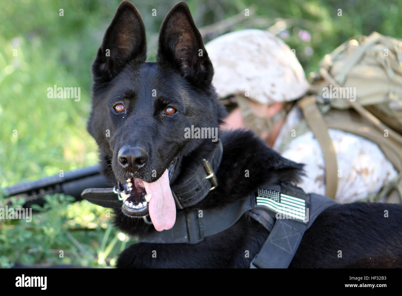 Lance Cpl. David Wadleigh, military working dog handler, Military ...