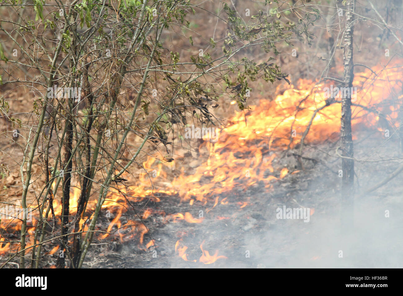 A fire set by firefighters from the S.C. Forestry Commission burns ...