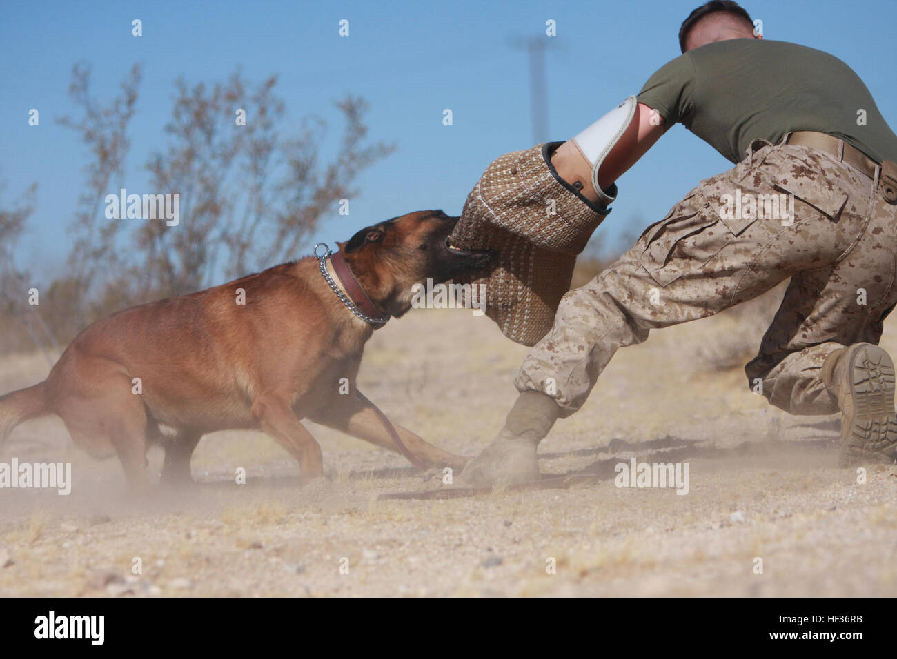 Lance Cpl. Drew Nyman, a working dog handler with the Combat Center's ...