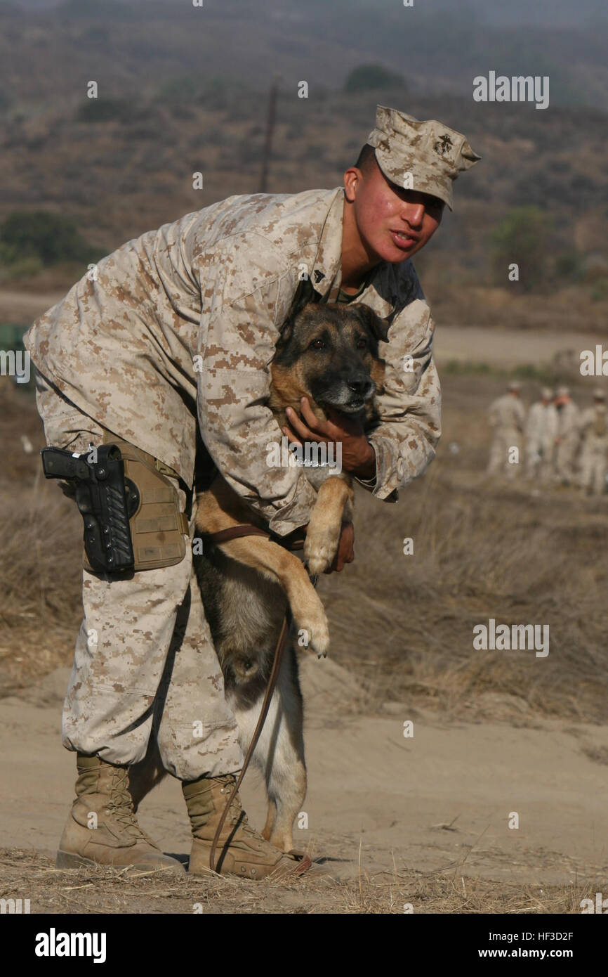 Which is part of the 1st military working dog regiment hi-res stock ...