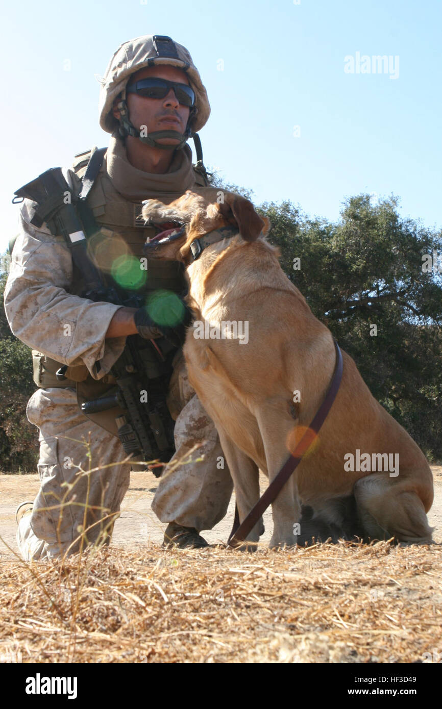 Sgt. Alfred Nieto, a working dog handler with Military Police Support ...