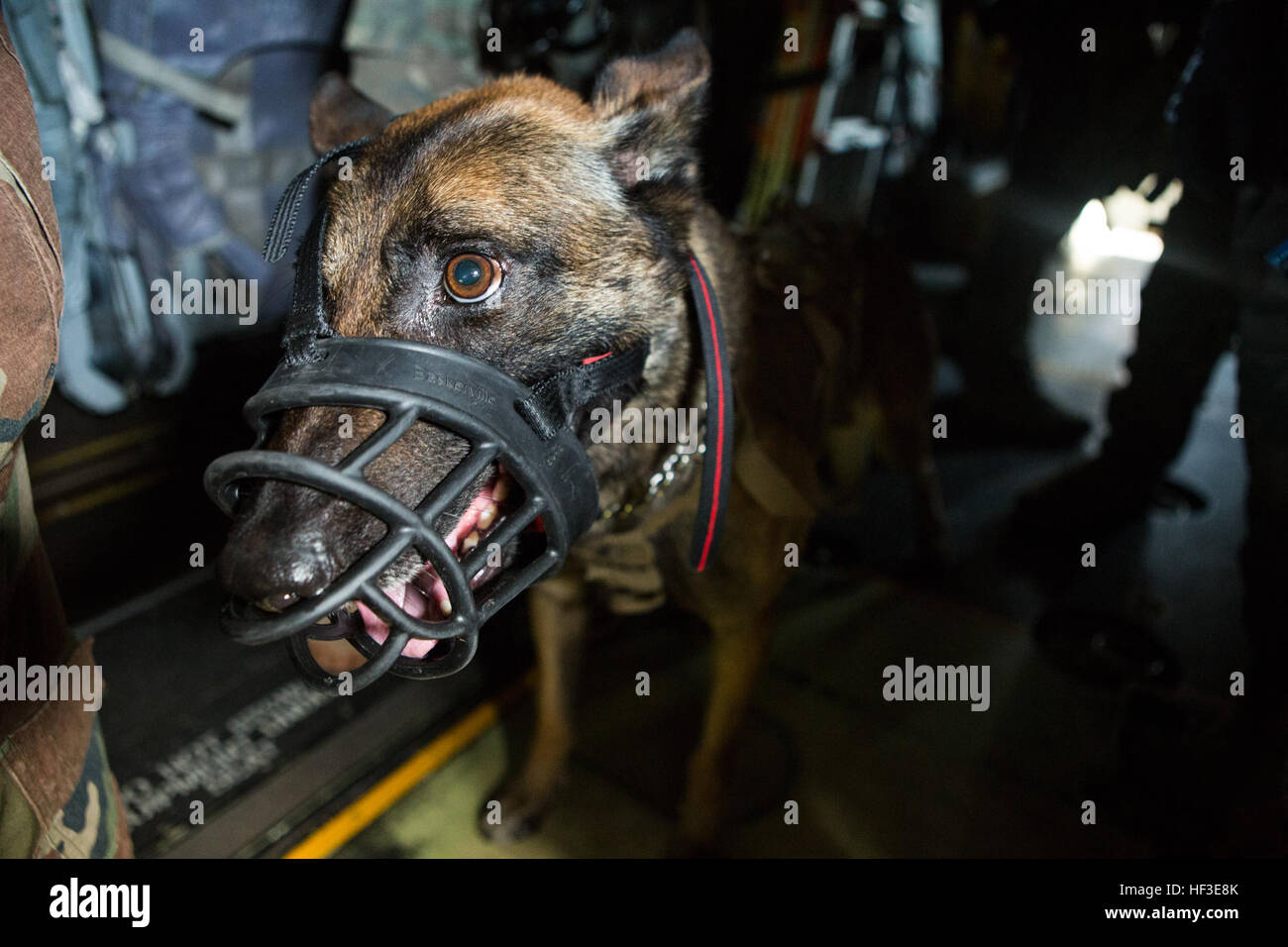 U s marine corps released united u s marine corps military working dog ...