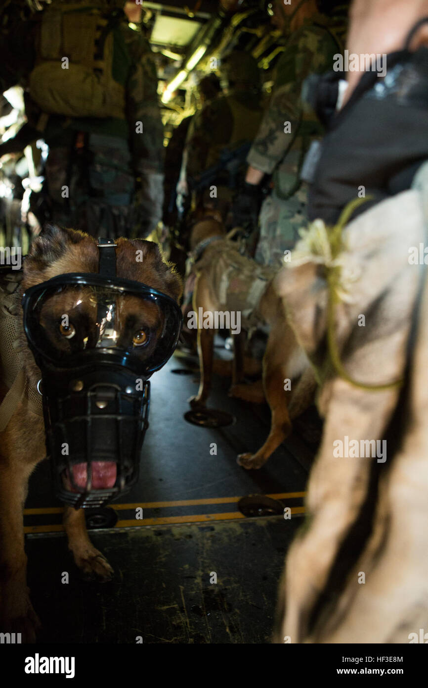 A U.S. Marine Corps military working dog, assigned to Marine Special ...