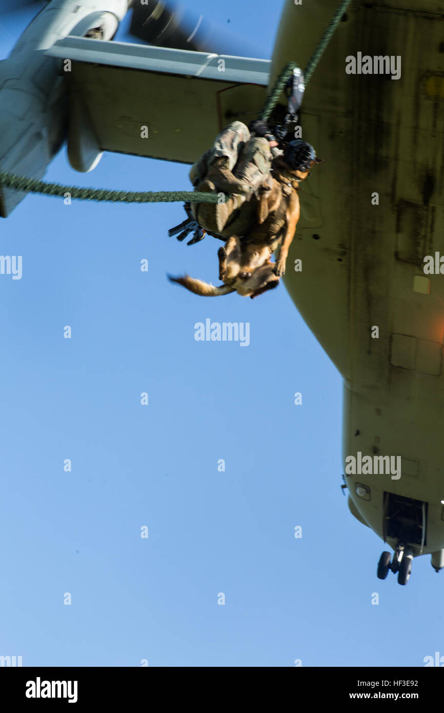 U s marine corps released united u s marine corps military working dog ...