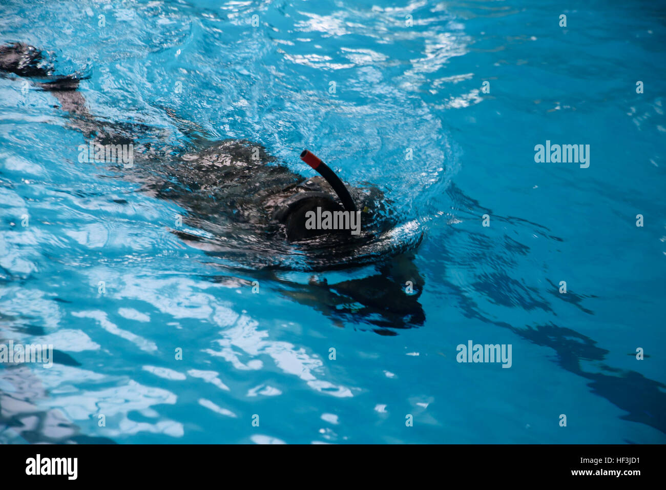 A Marine with 2nd Reconnaissance Battalion swims through the water as ...