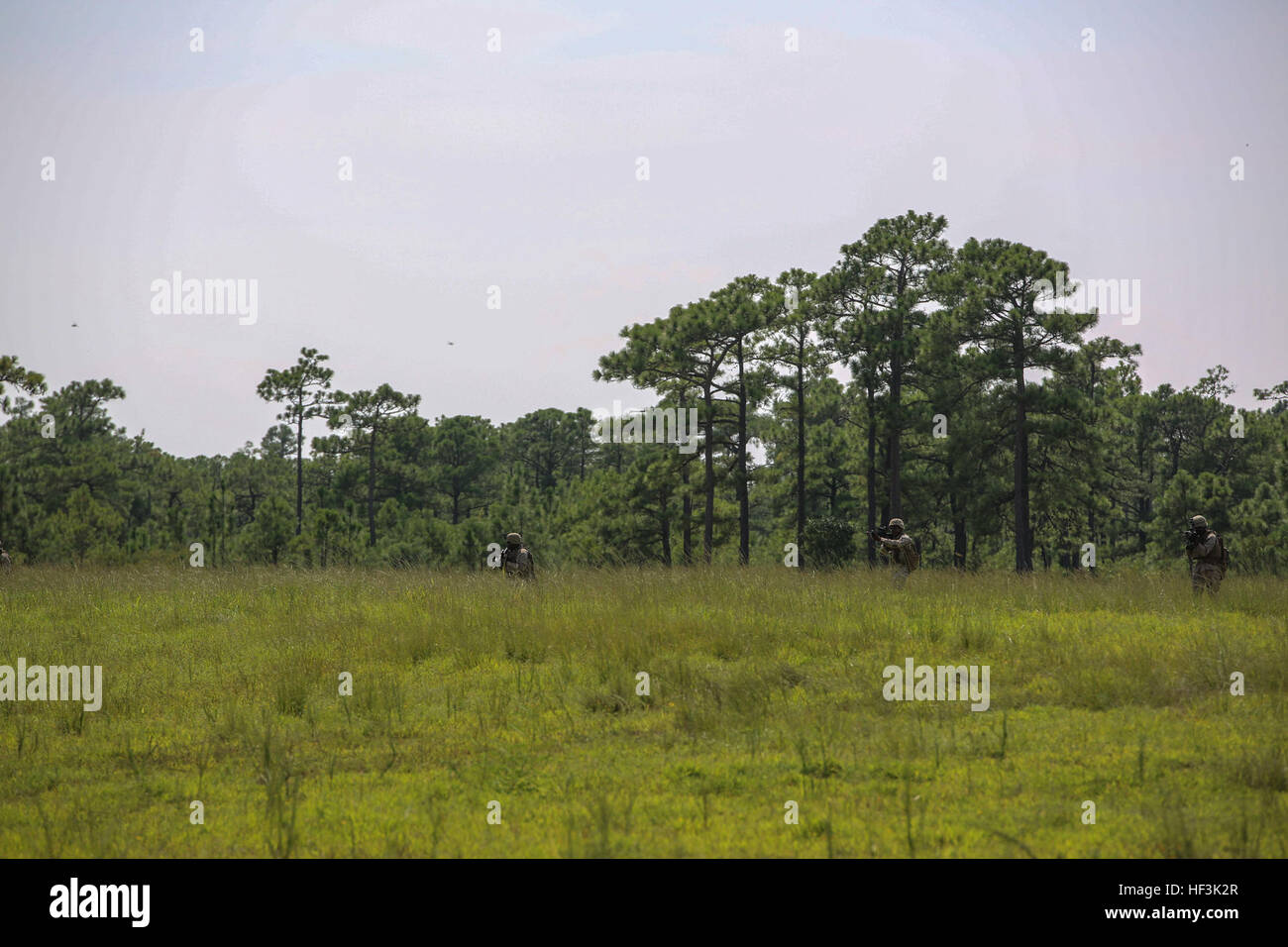 Dodo tree hi-res stock photography and images - Alamy