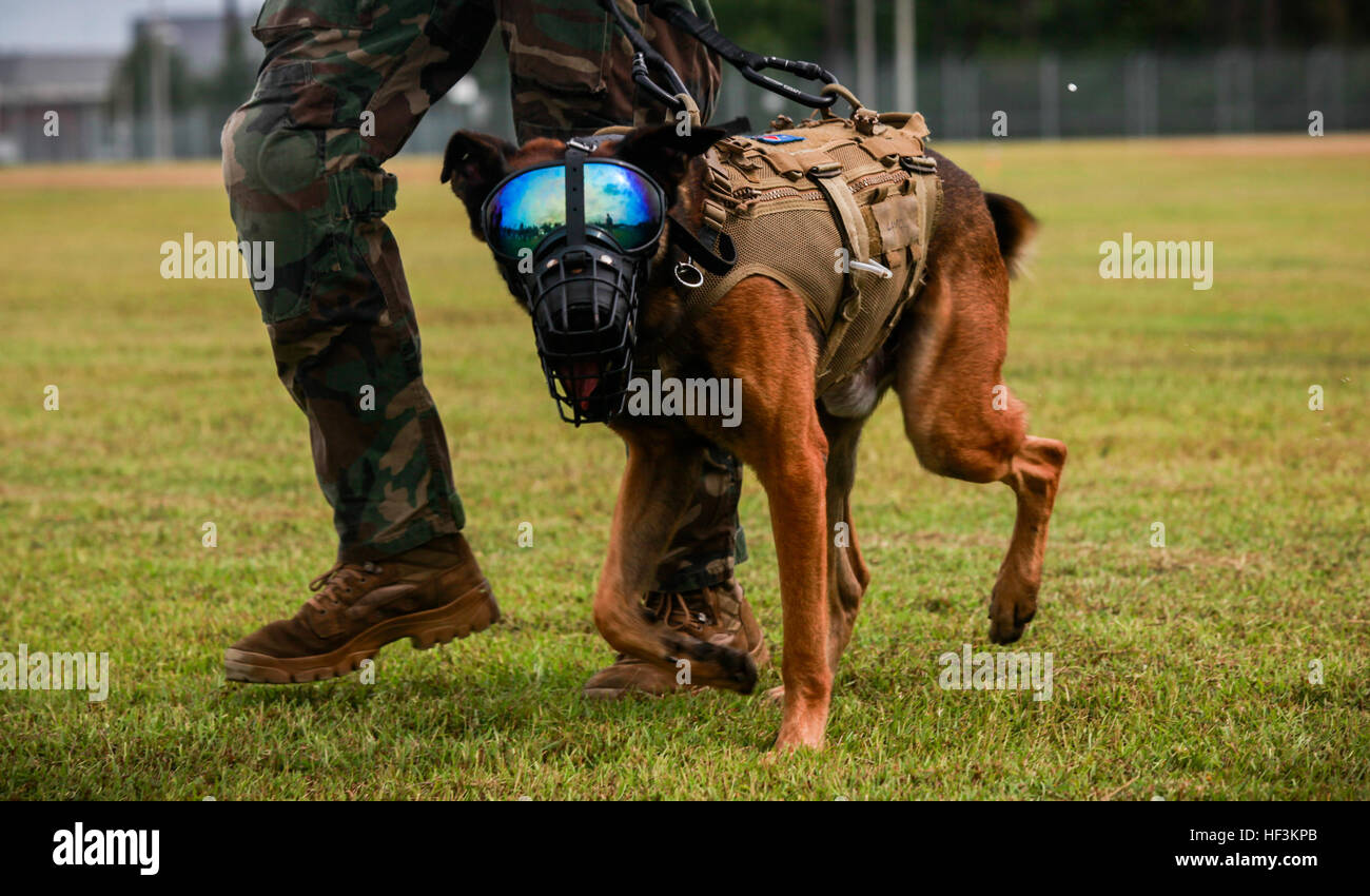 A multipurpose canine with Marine Raider Regiment is guided by his ...