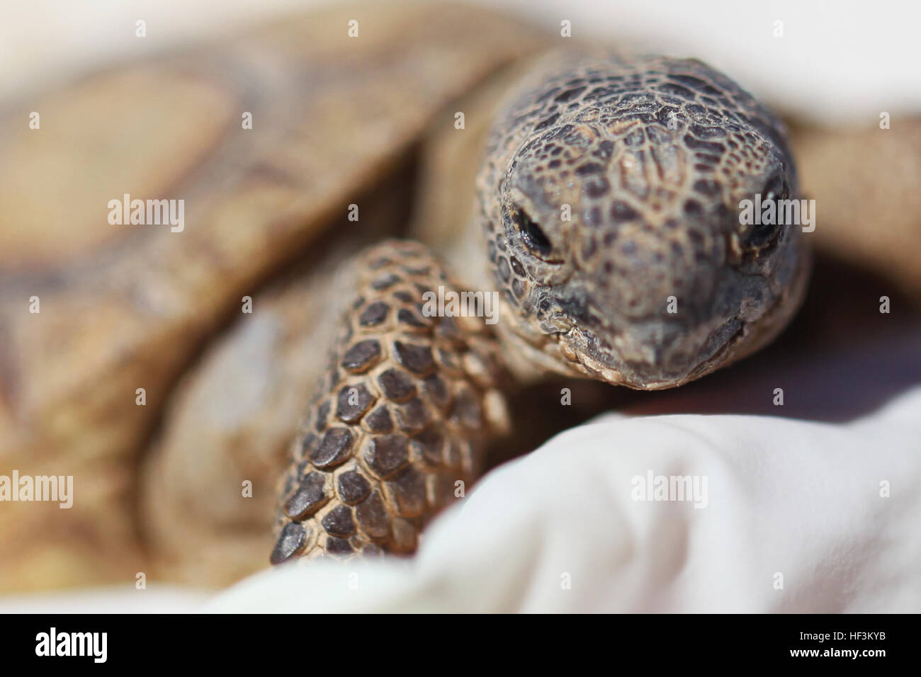 A 3-year-old tortoise makes an appearance at the Natural Resources and ...