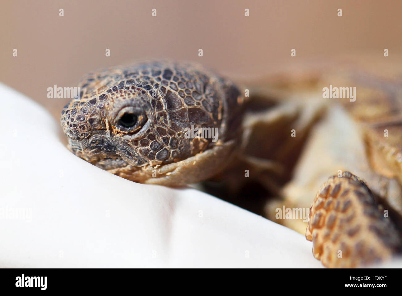 A 3-year-old tortoise makes an appearance at the Natural Resources and ...