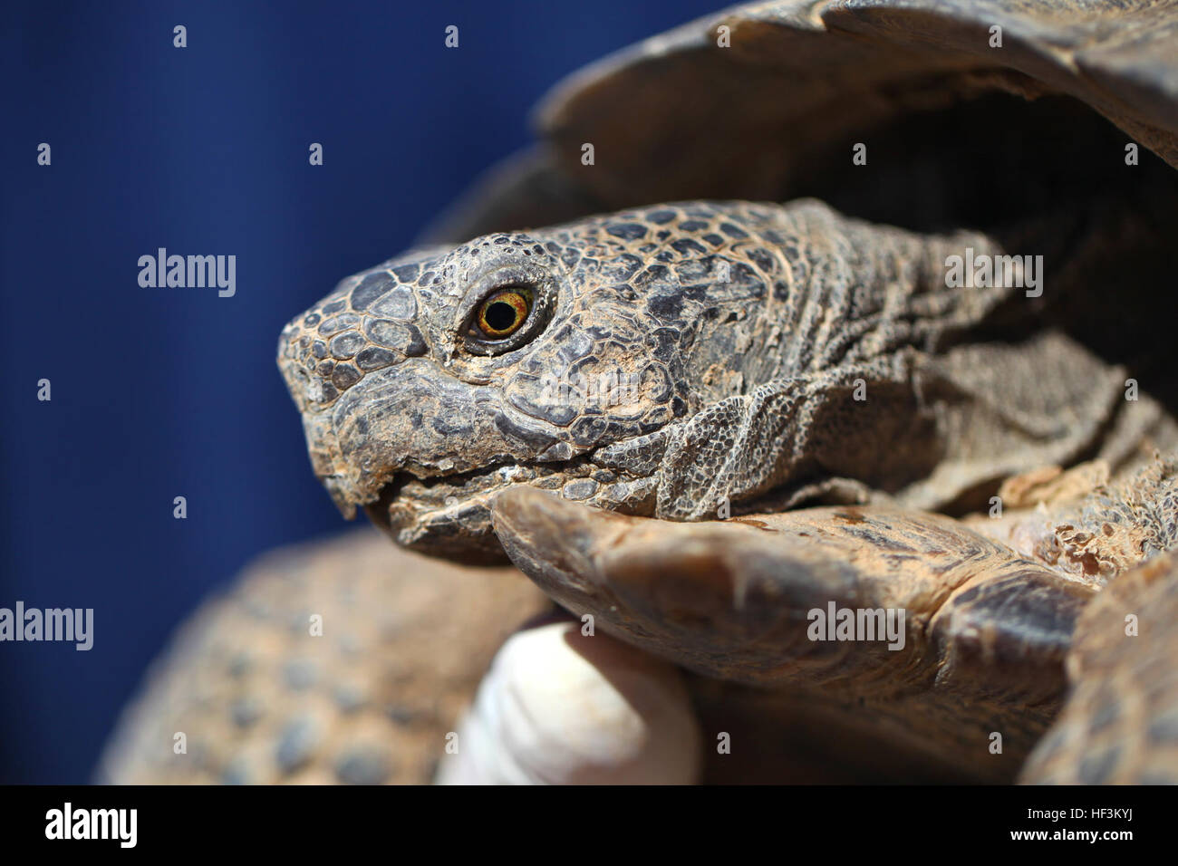 A wild male tortoise visits the Natural Resources and Environmental ...