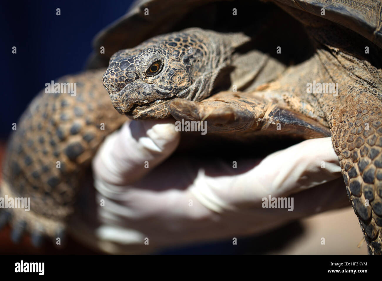A wild male tortoise visits the Natural Resources and Environmental ...