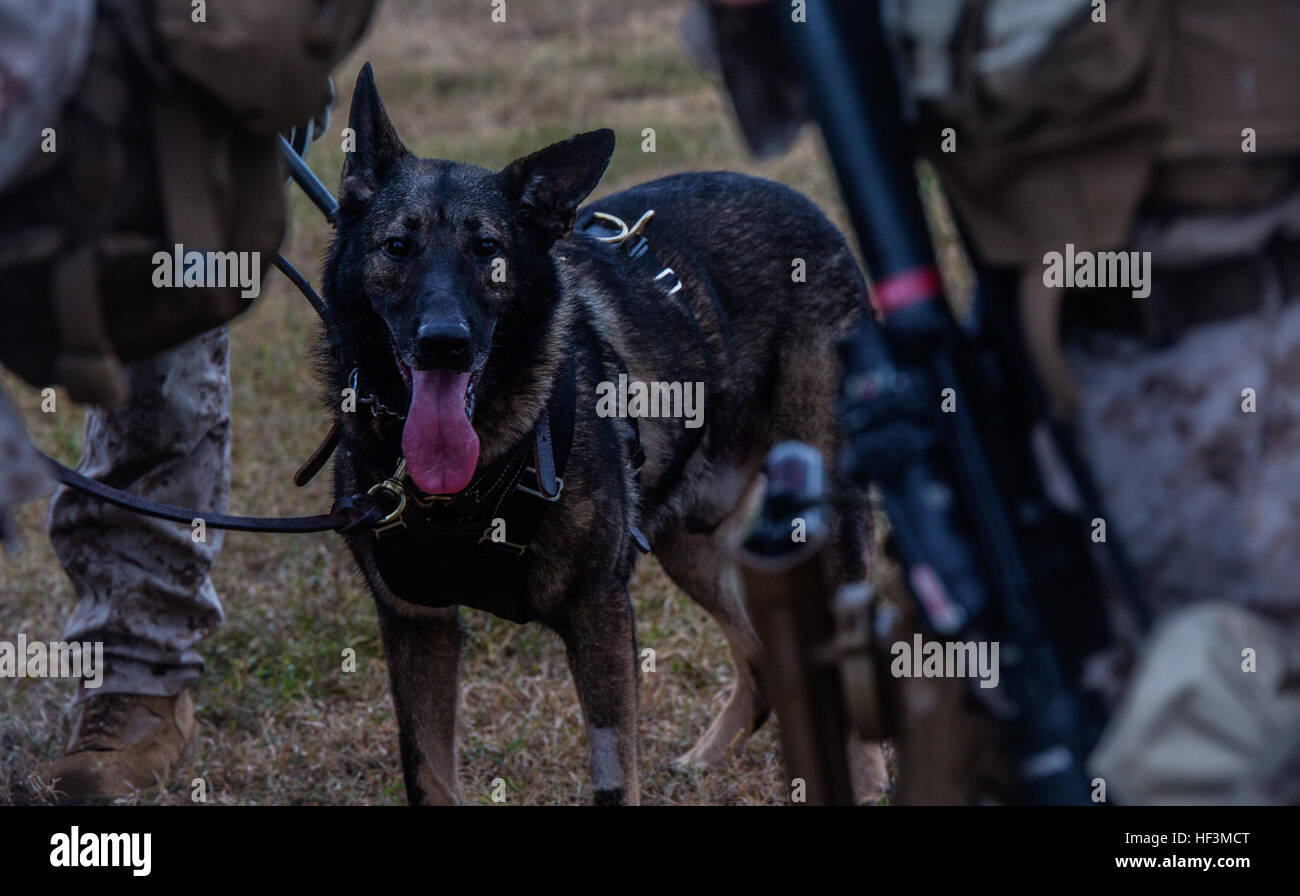 Bobo, a military working dog with 3rd Law Enforcement Battalion, III ...