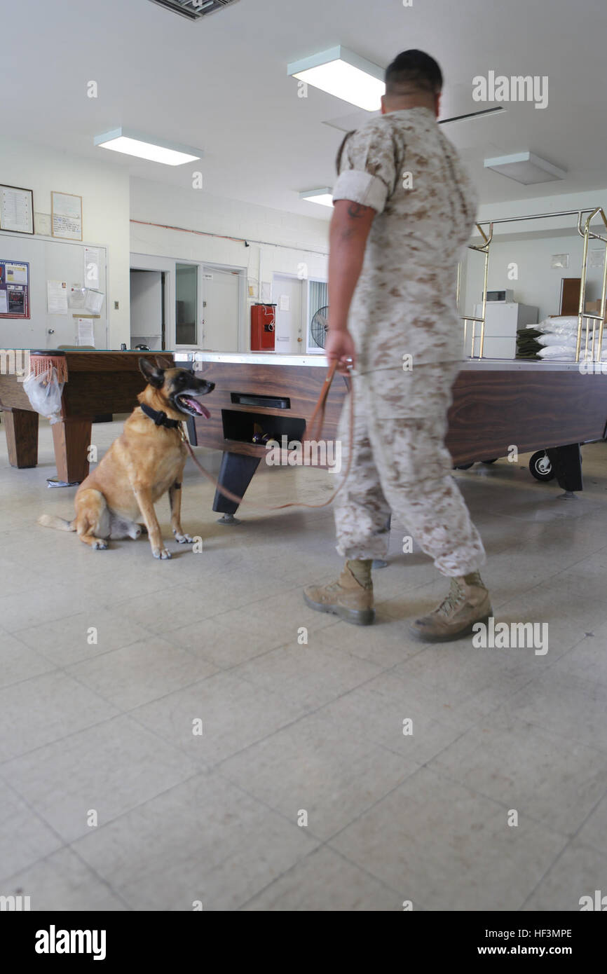 Narcotics detection dogs hi-res stock photography and images - Alamy