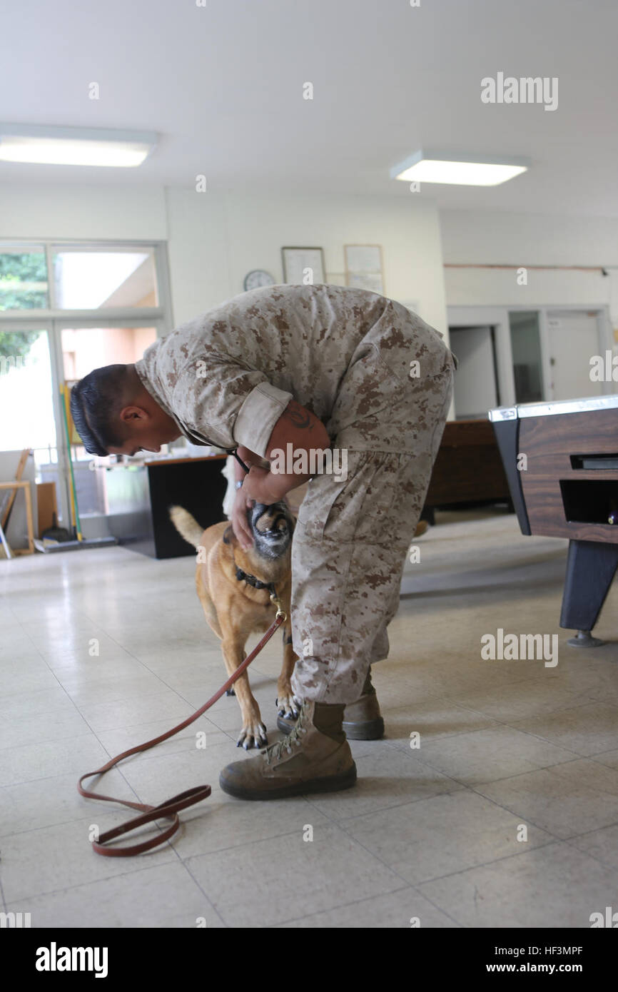 A military working dog aboard Marine Corps Air Station Miramar ...
