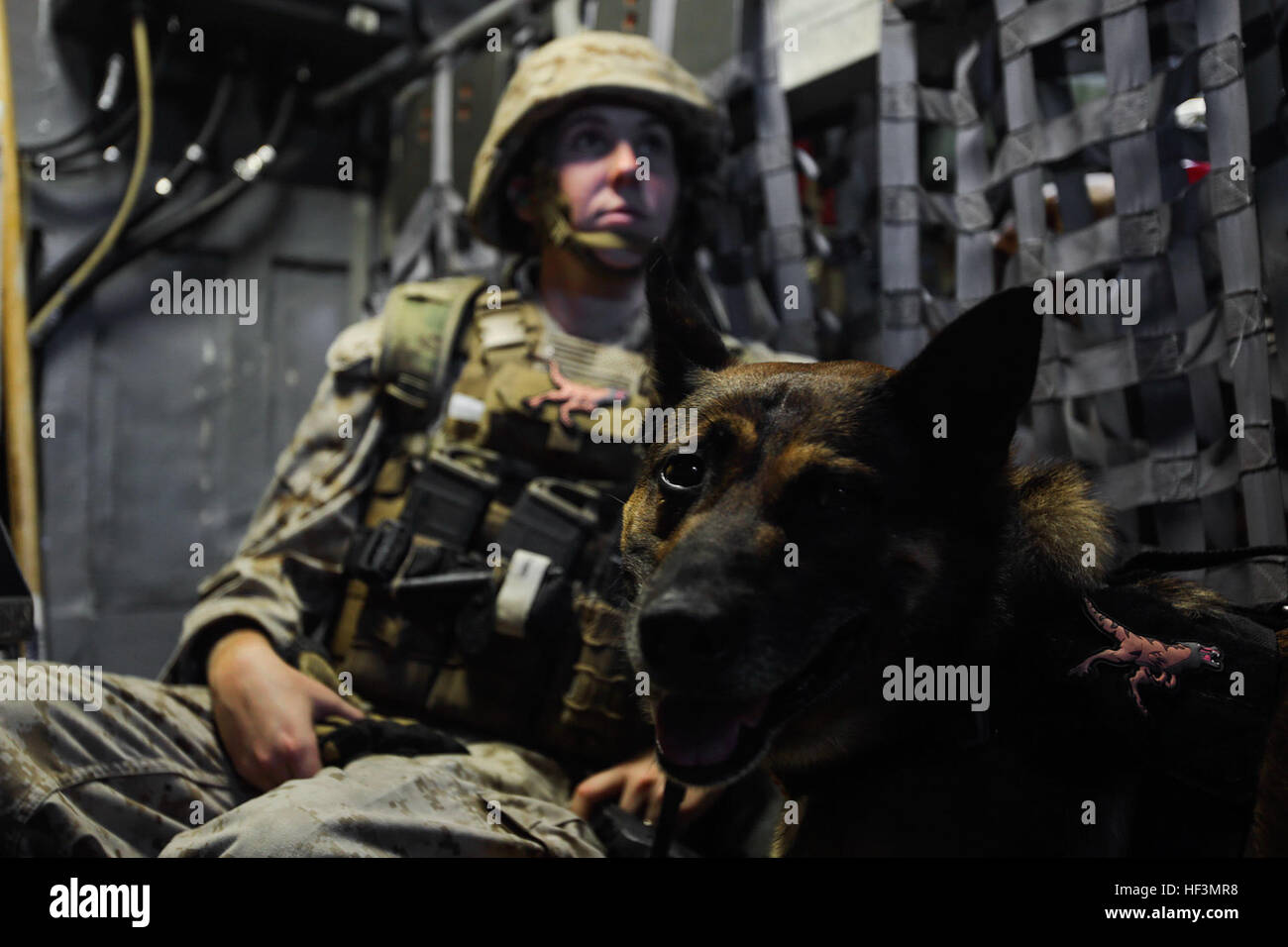 Orlando, Fla., native Cpl. Suzette Clemans, a military working dog ...
