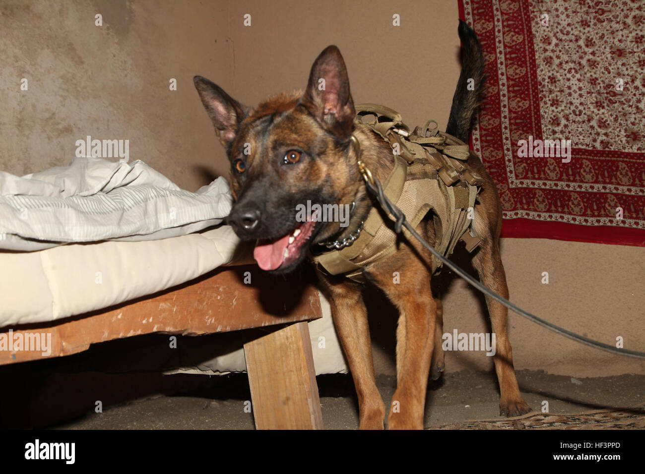 A multipurpose canine with the United States Army Rangers observes a ...