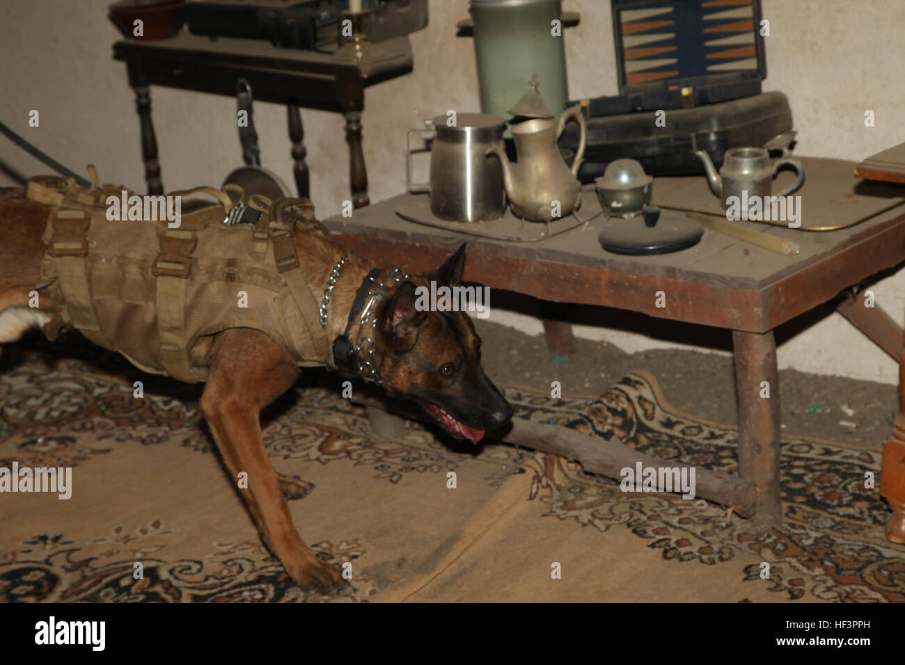 A multipurpose canine with the United States Army Rangers observes a ...