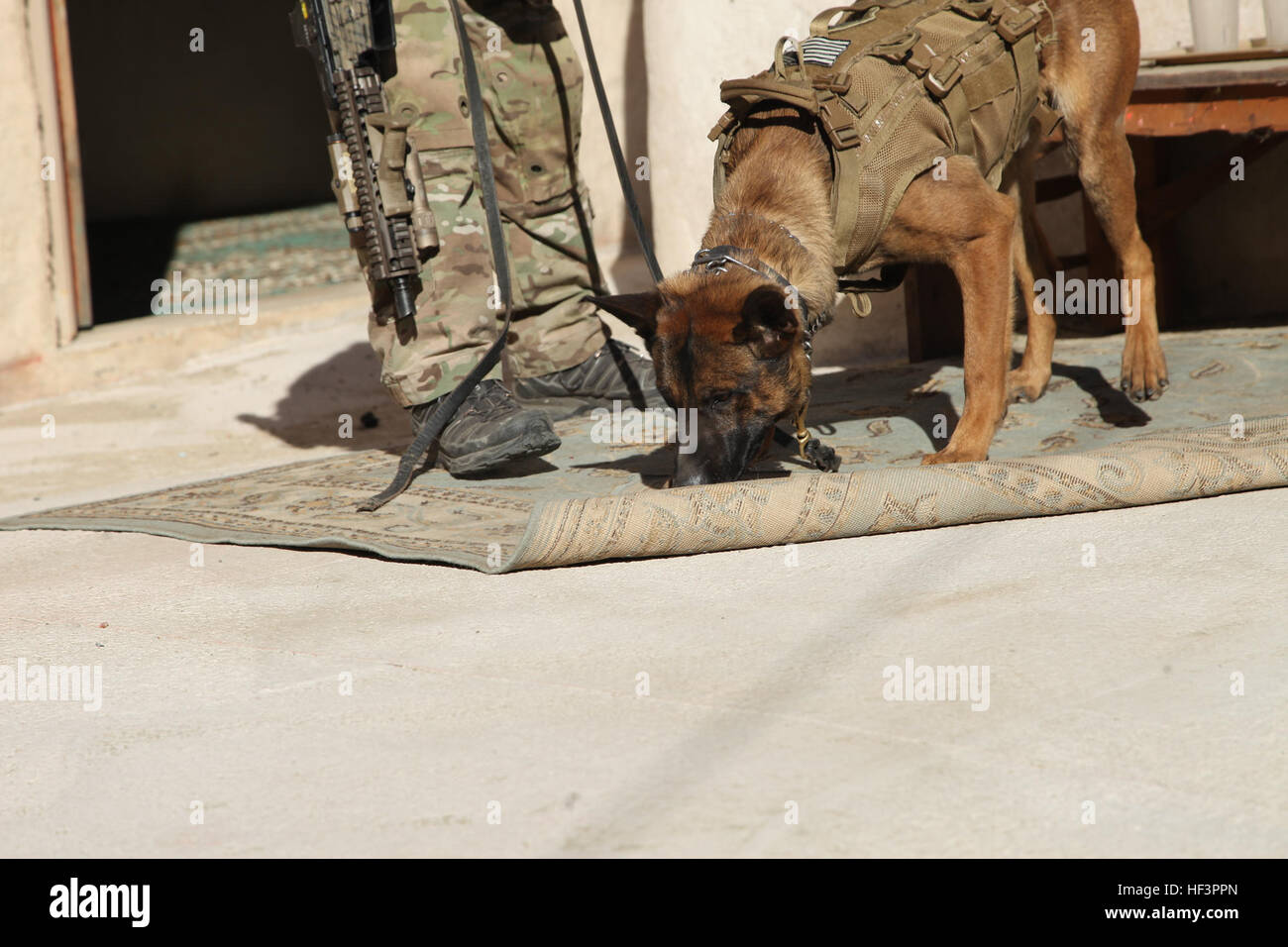 A multipurpose canine with the United States Army Rangers attempts to ...
