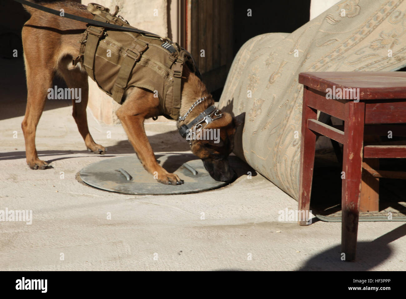 A U.S. Army Ranger multipurpose canine detects a pressure plate during ...