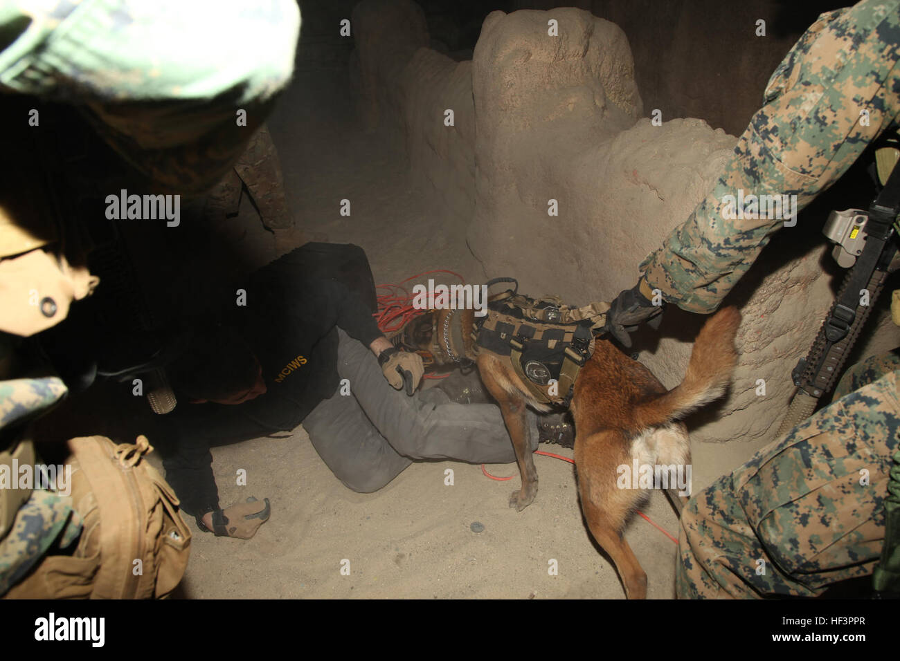 A MARSOC multipurpose canine conducted an open area detection exercise ...