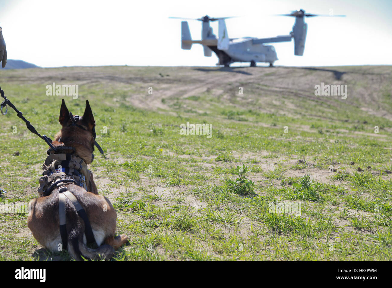 A U.S. Marine Corps canine with Marine Corps Forces Special Operations ...